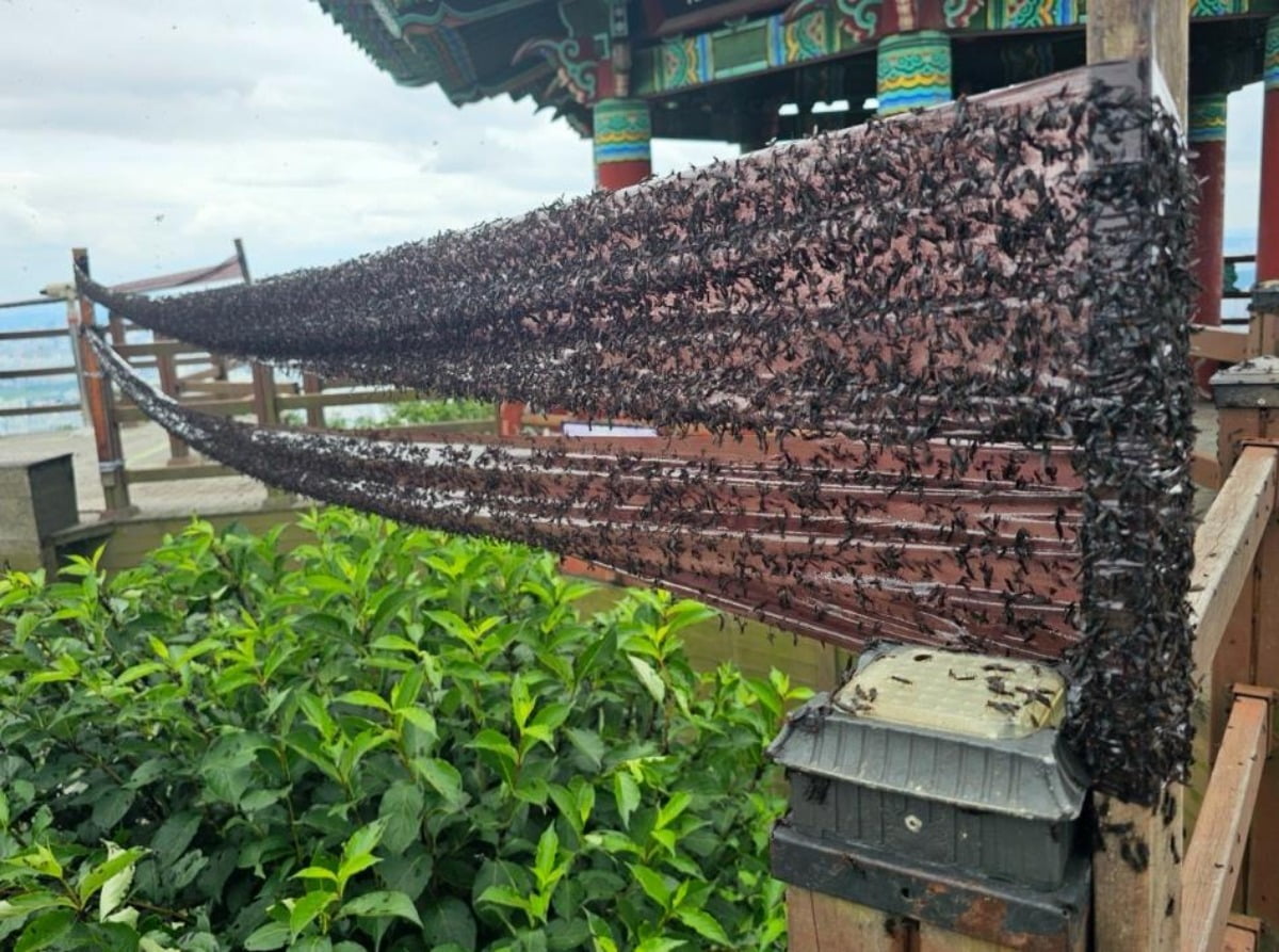 IBK기업은행 알토스 배구단, 2025-26 시즌 전력 총정리…김호철 감독이 밝힌 ‘우승 로드맵’ – 라이브이슈KR